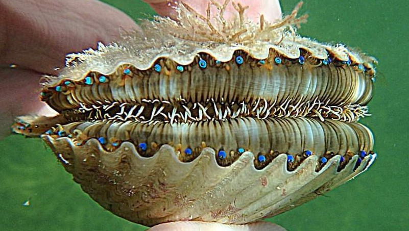 Scalloping in Homosassa, FL – Scallop Fishing TripsScalloping Homosassa ...