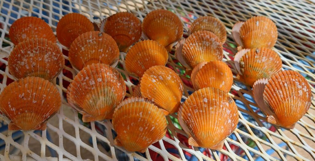 Scalloping in Homosassa, FL – Scallop Fishing TripsScalloping Homosassa ...